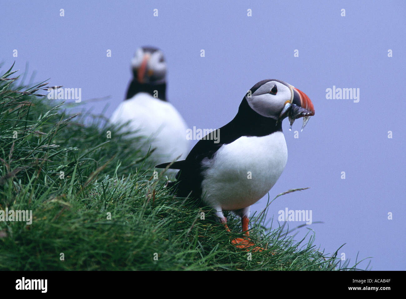 Puffin, fish, food hi-res stock photography and images - Alamy
