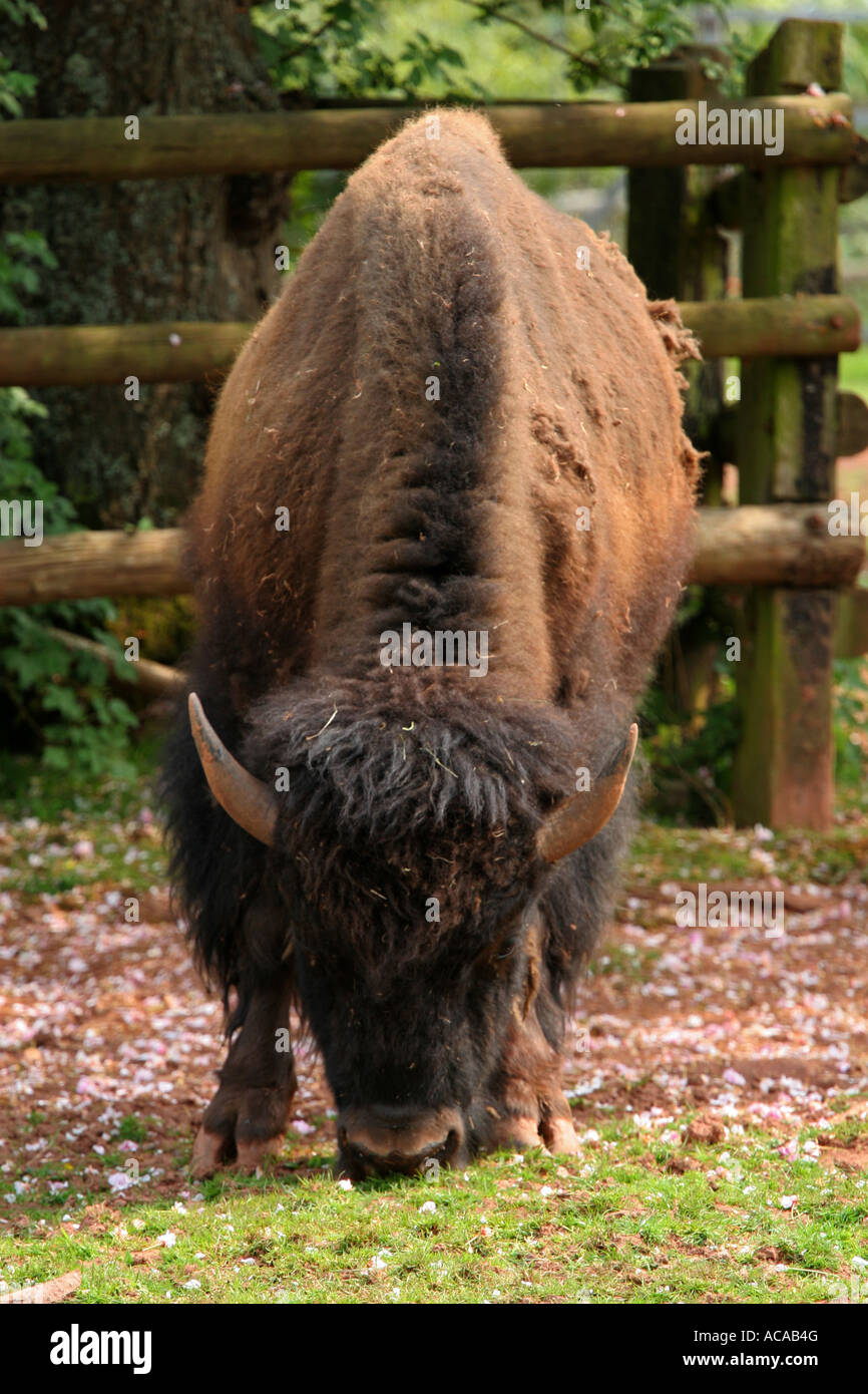 An American Bison Bison bison buffalo grazes on grass at Paignton Zoo ...