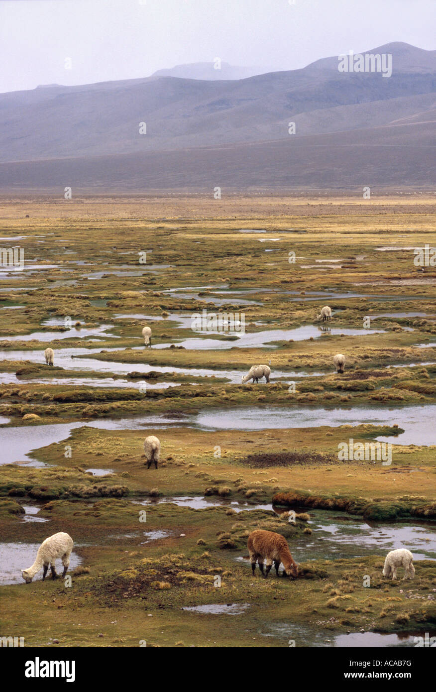 Alpaca grazing - near Puno, PERU Stock Photo - Alamy