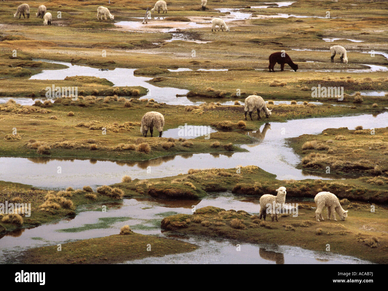 Alpaca grazing - near Puno, PERU Stock Photo - Alamy