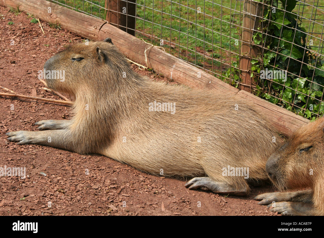 Capybara Hydrochaeris hydrochaerus water pig large rodent lying in ...
