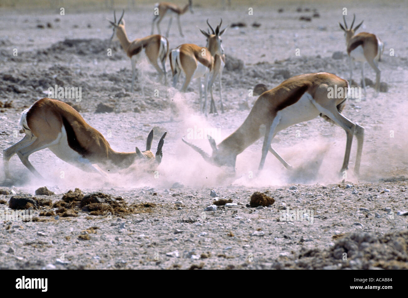 Springbok antelope fighting etosha hi-res stock photography and images ...