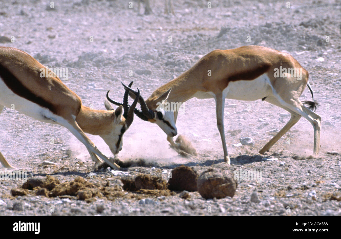 Springbok antelope fighting etosha hi-res stock photography and images ...