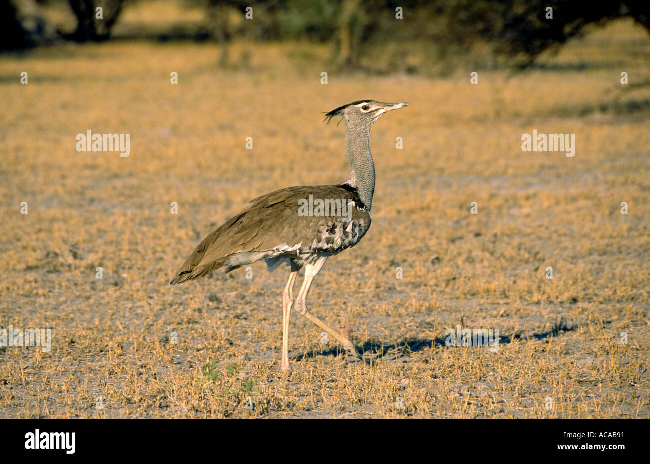 Ardeotis kori bustard heaviest hi-res stock photography and images - Alamy