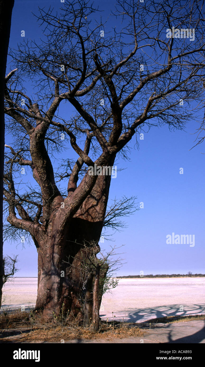 Baines Baobabs Nxai Pan National Park Botswana Stock Photo - Alamy