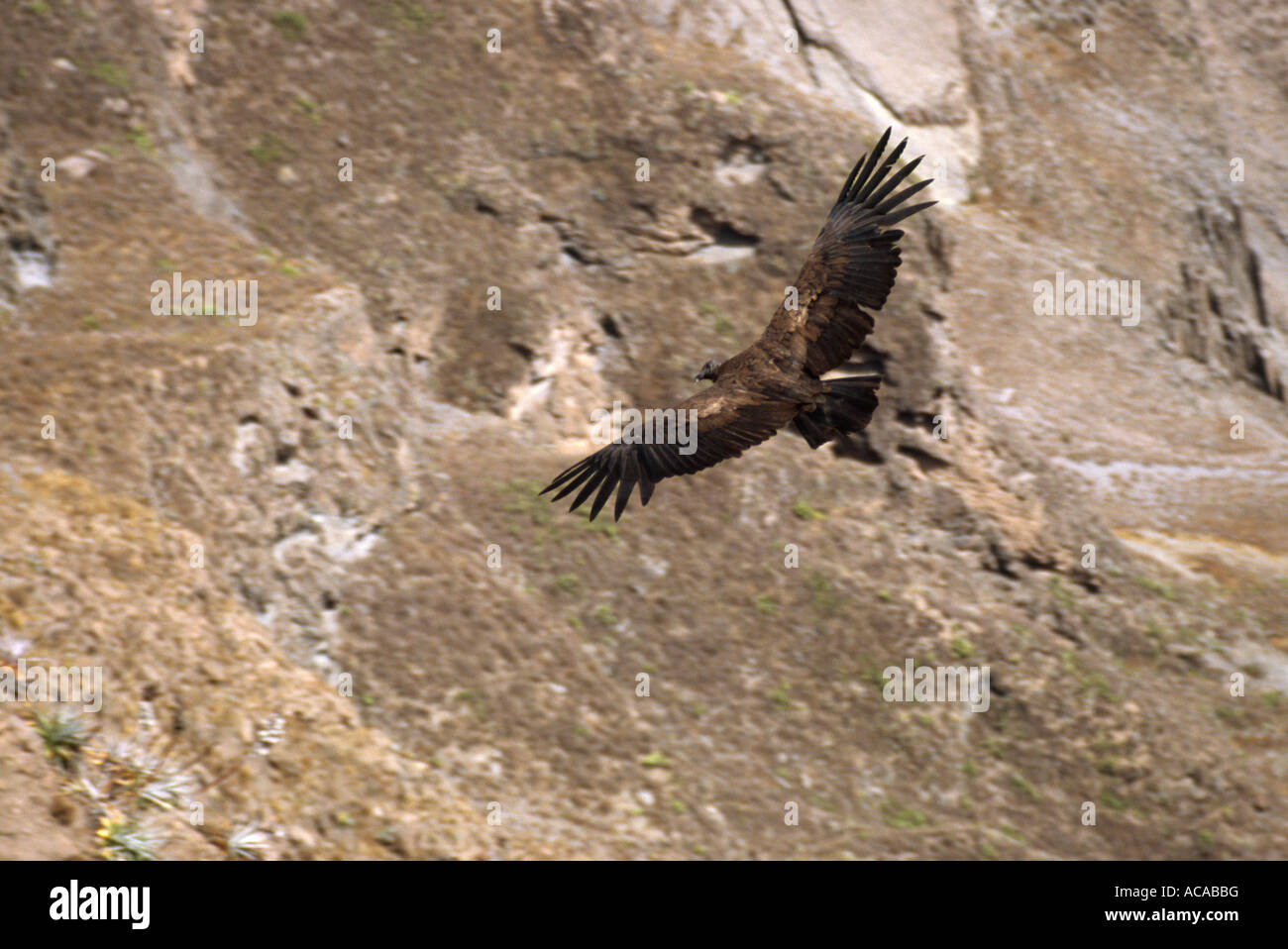 Andean Condor - Cruz del Condor, Colca Canyon, PERU Stock Photo - Alamy