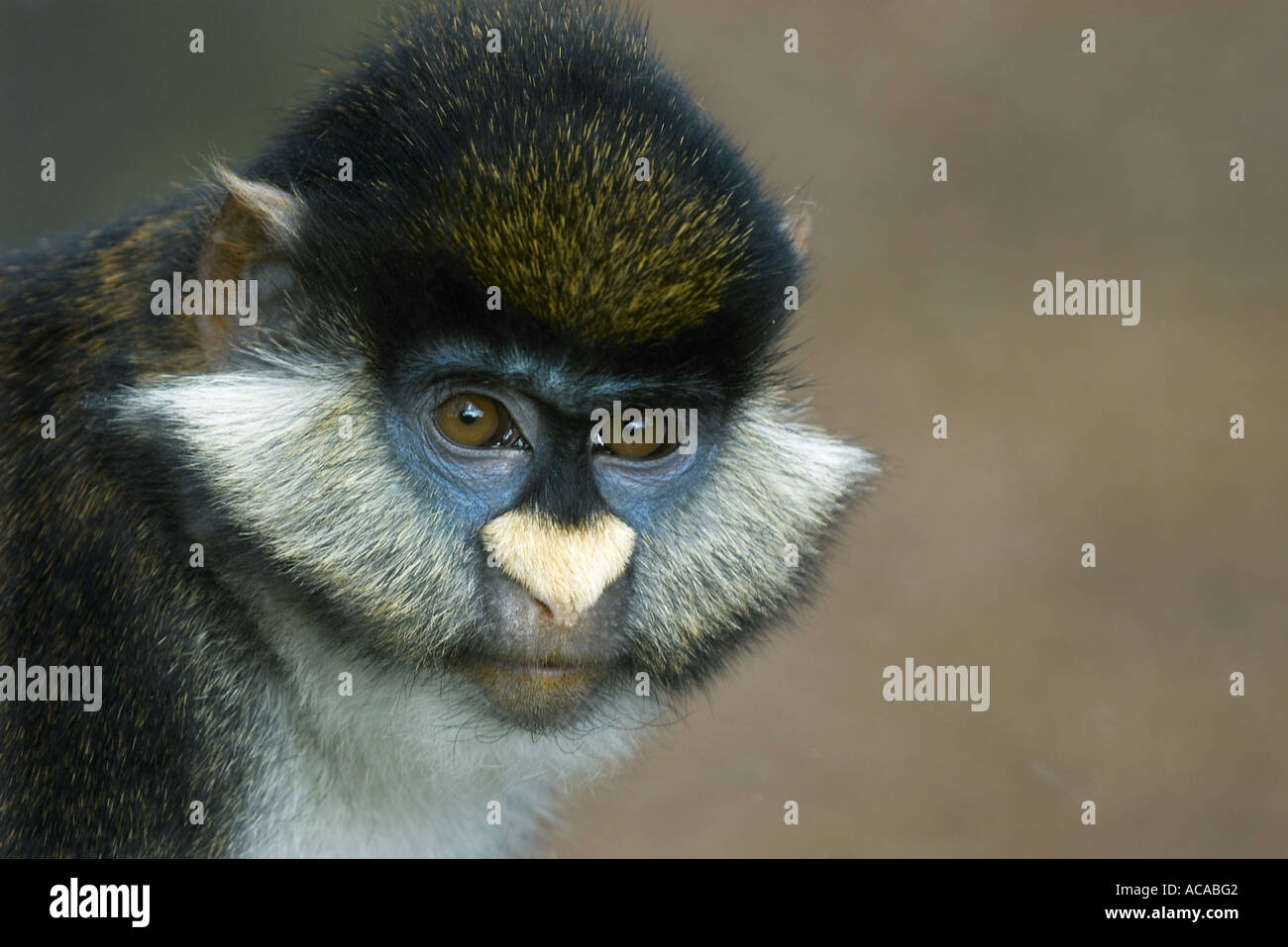 Red Tailed Guenon Stock Photo - Alamy