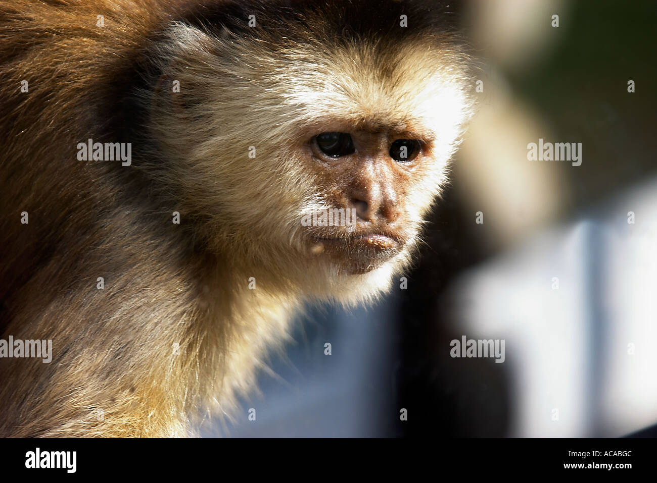 White fronted capuchin hi-res stock photography and images - Alamy