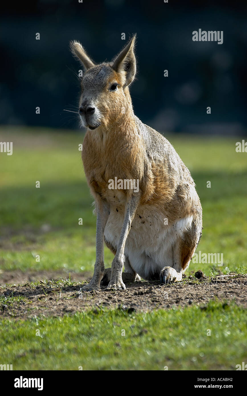 The patagonian mara hi-res stock photography and images - Alamy