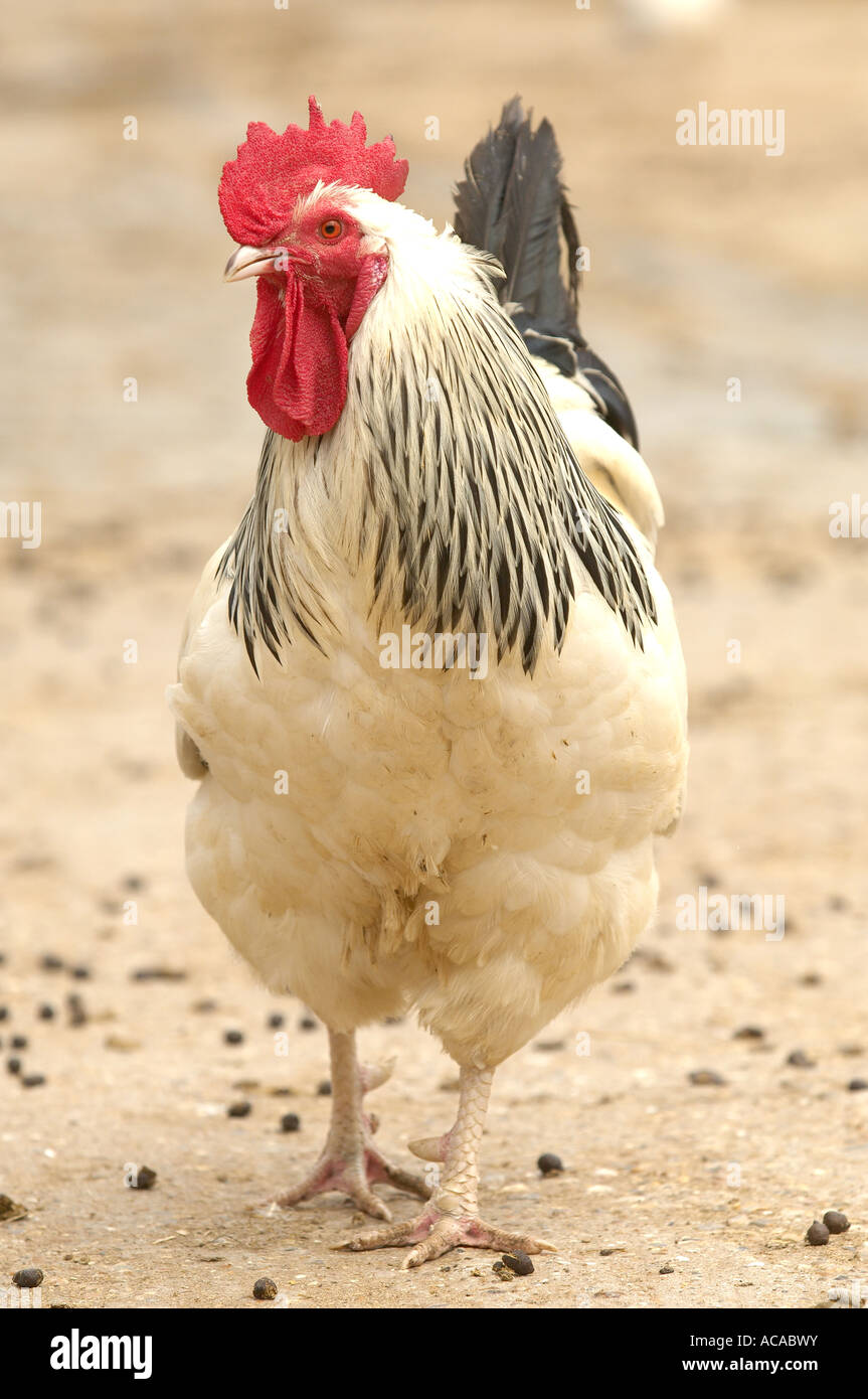 Chicken hi-res stock photography and images - Alamy