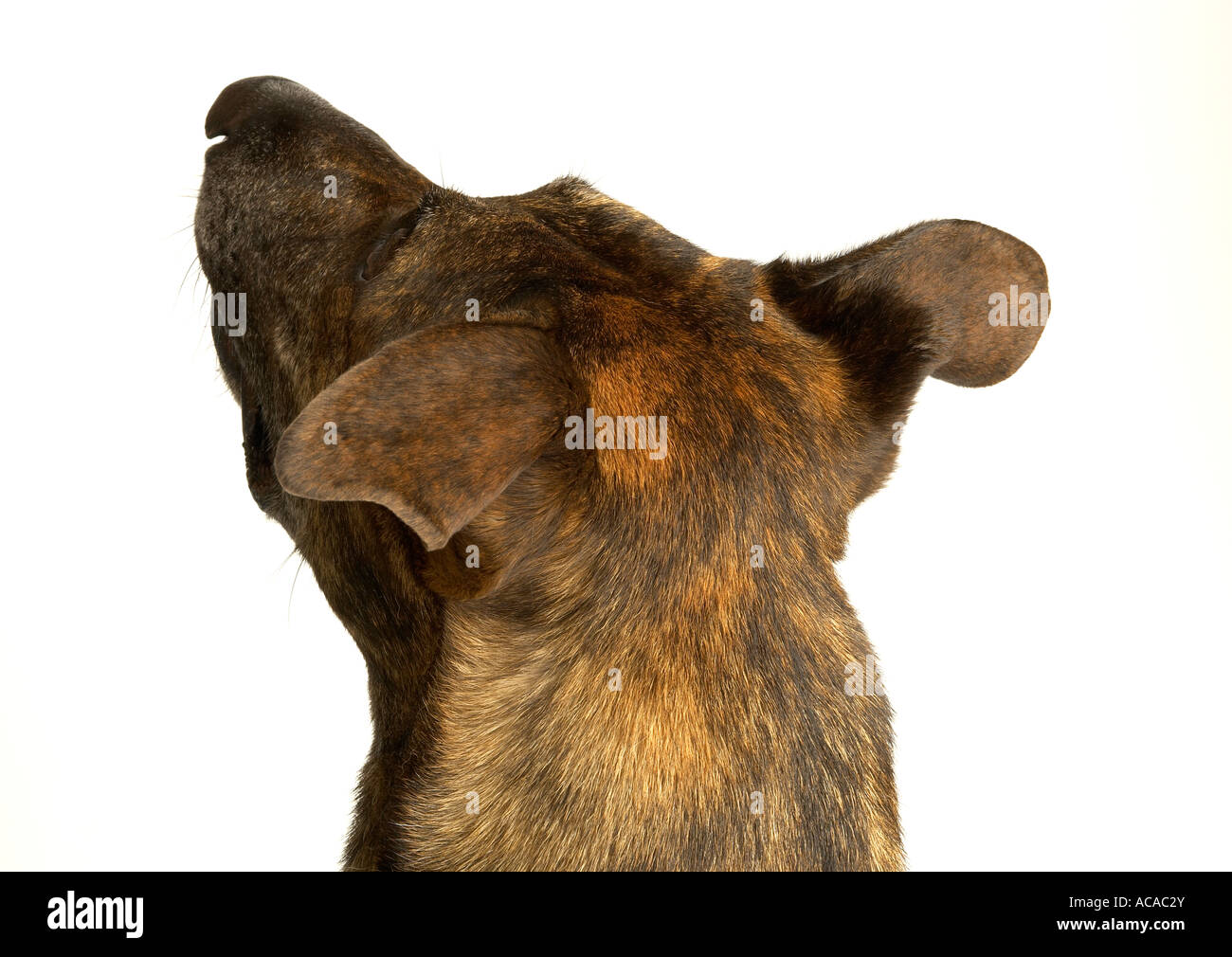 dog looking up Stock Photo - Alamy