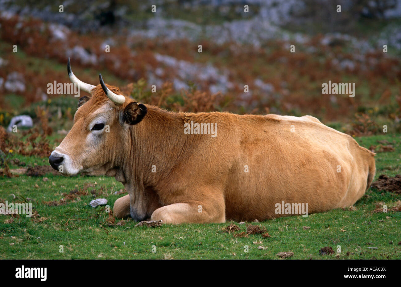 Domestic cow resting Bos taurus Picos de Europa NP Asturias Spain Stock ...