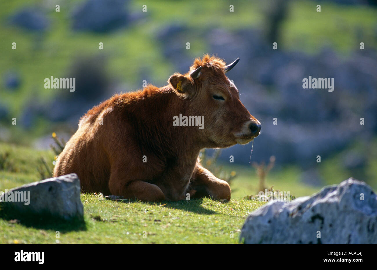 Domestic cow resting Bos taurus Picos de Europa NP Asturias Spain Stock ...