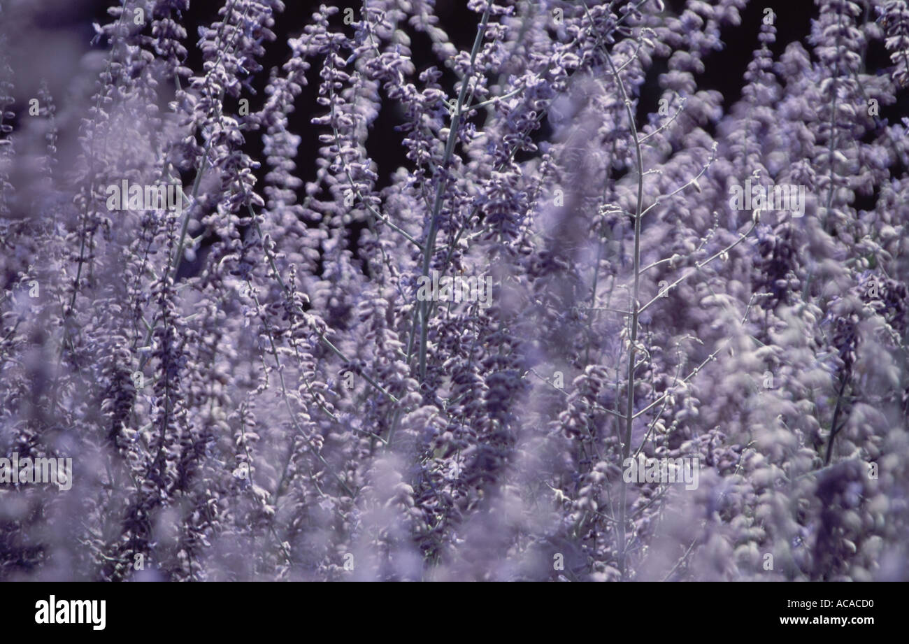 Perovskia Blue Spires Stock Photo - Alamy