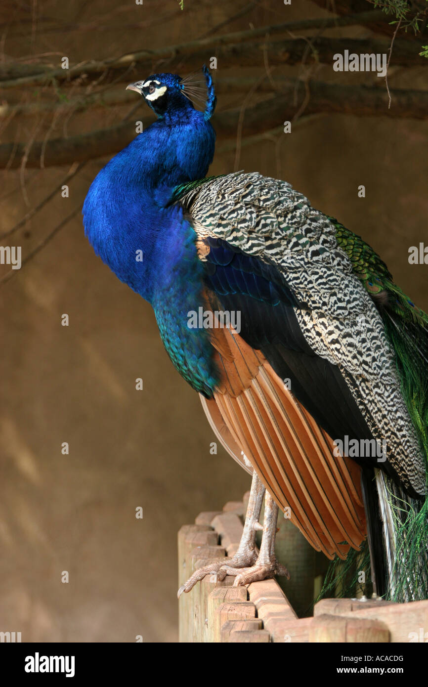 Common Peacock Pavo cristatus displaying bright blue green and brown ...