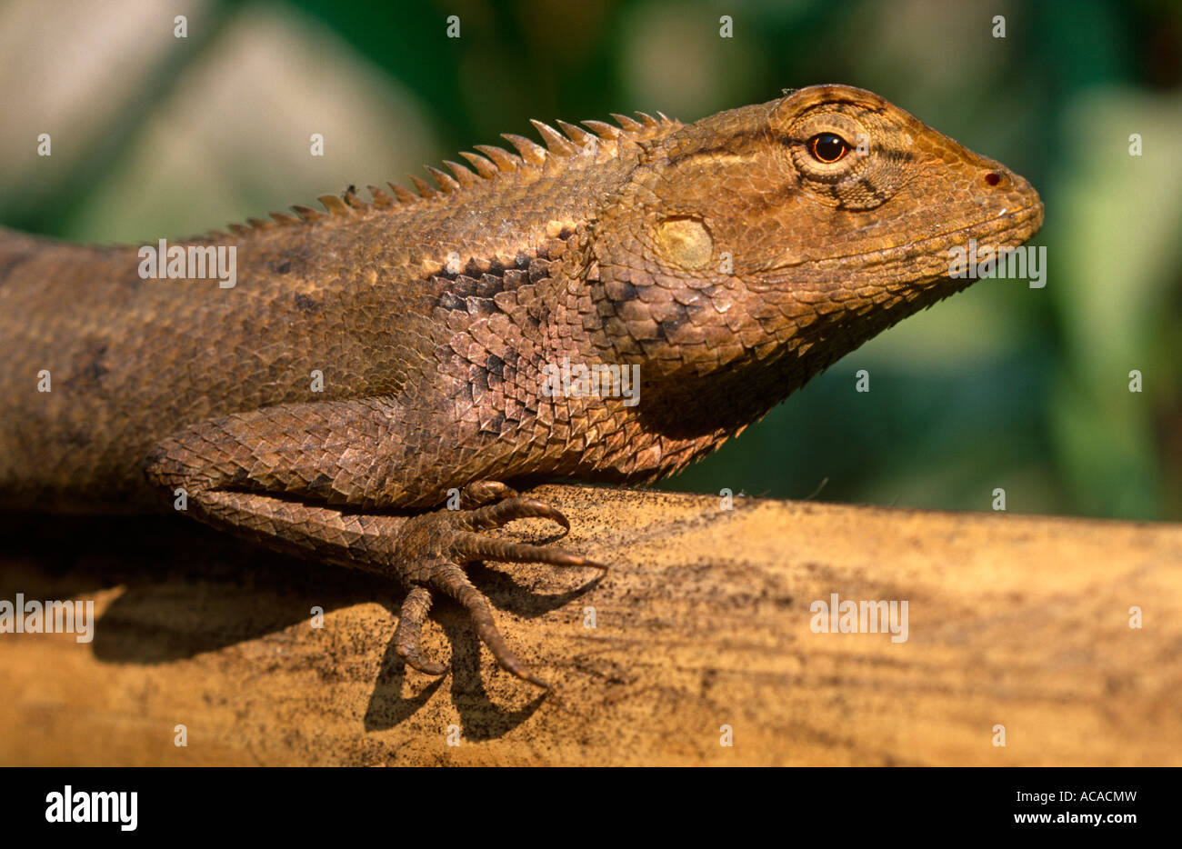 Garden lizard Calotes versicolor Chitwan NP Nepal Stock Photo - Alamy