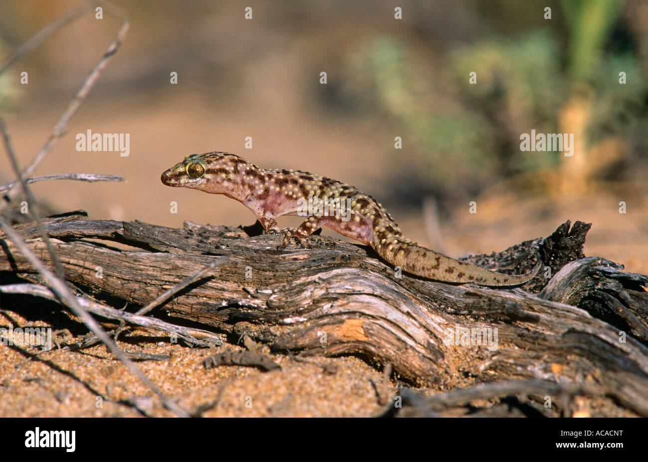 Turkish gecko Hemidactylus turcicus Alicante Spain Stock Photo - Alamy