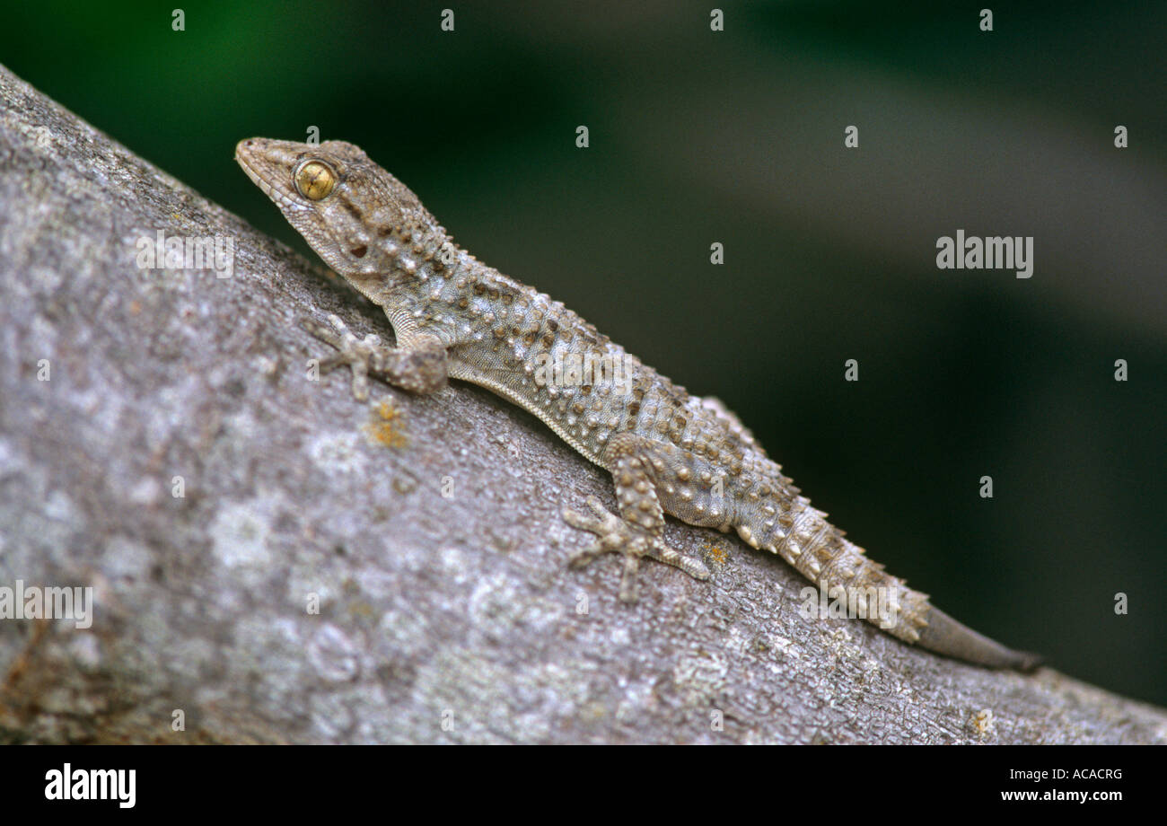 Moorish gecko Tarentola mauritanica Alicante Spain Stock Photo - Alamy