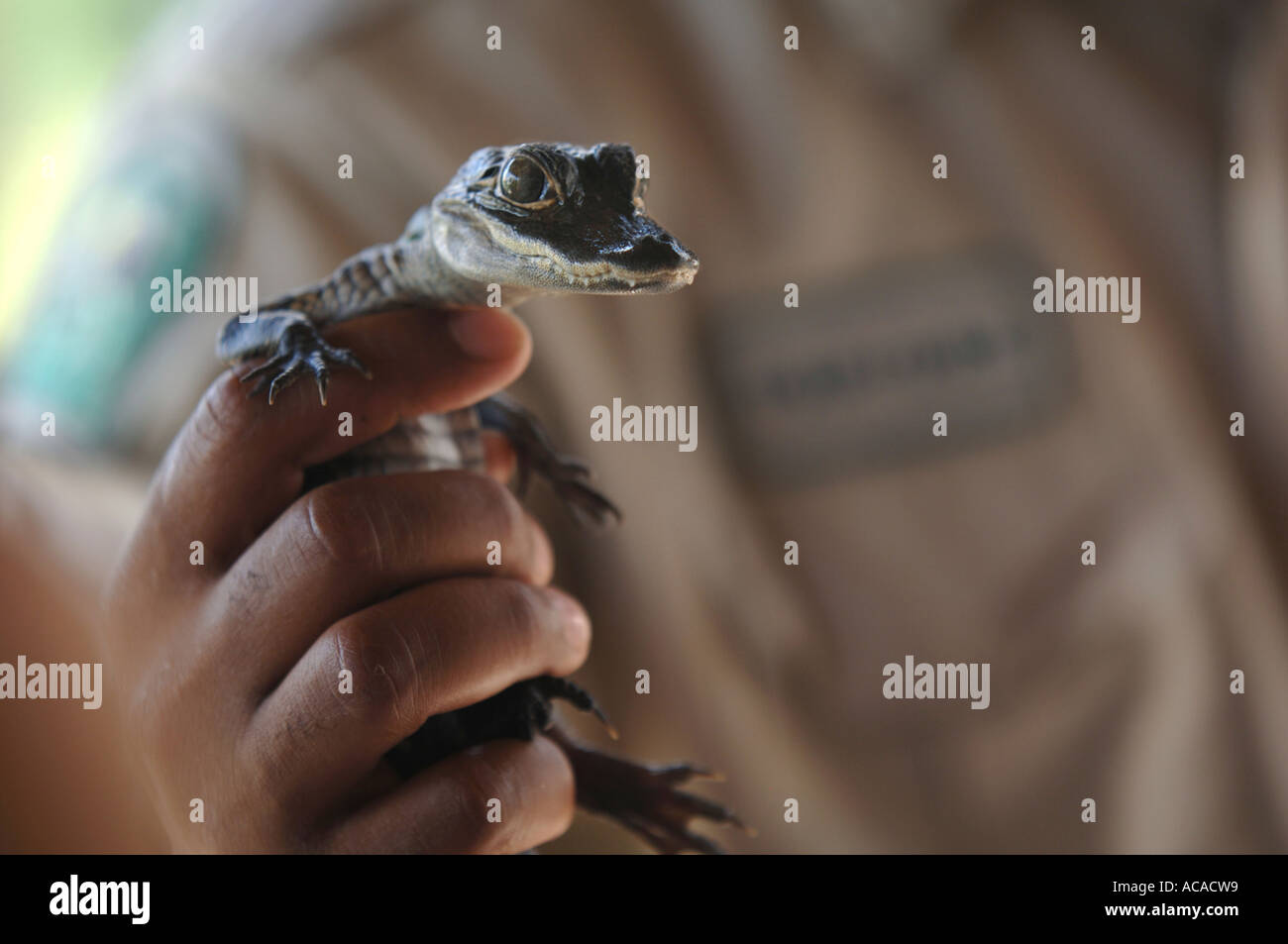 Baby Alligator High Resolution Stock Photography and Images - Alamy