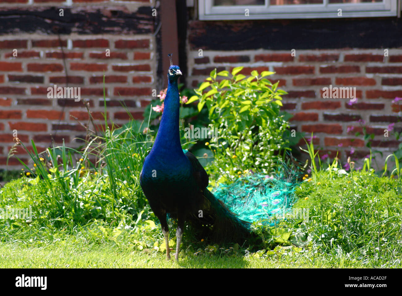 Peacock in garden Stock Photo - Alamy