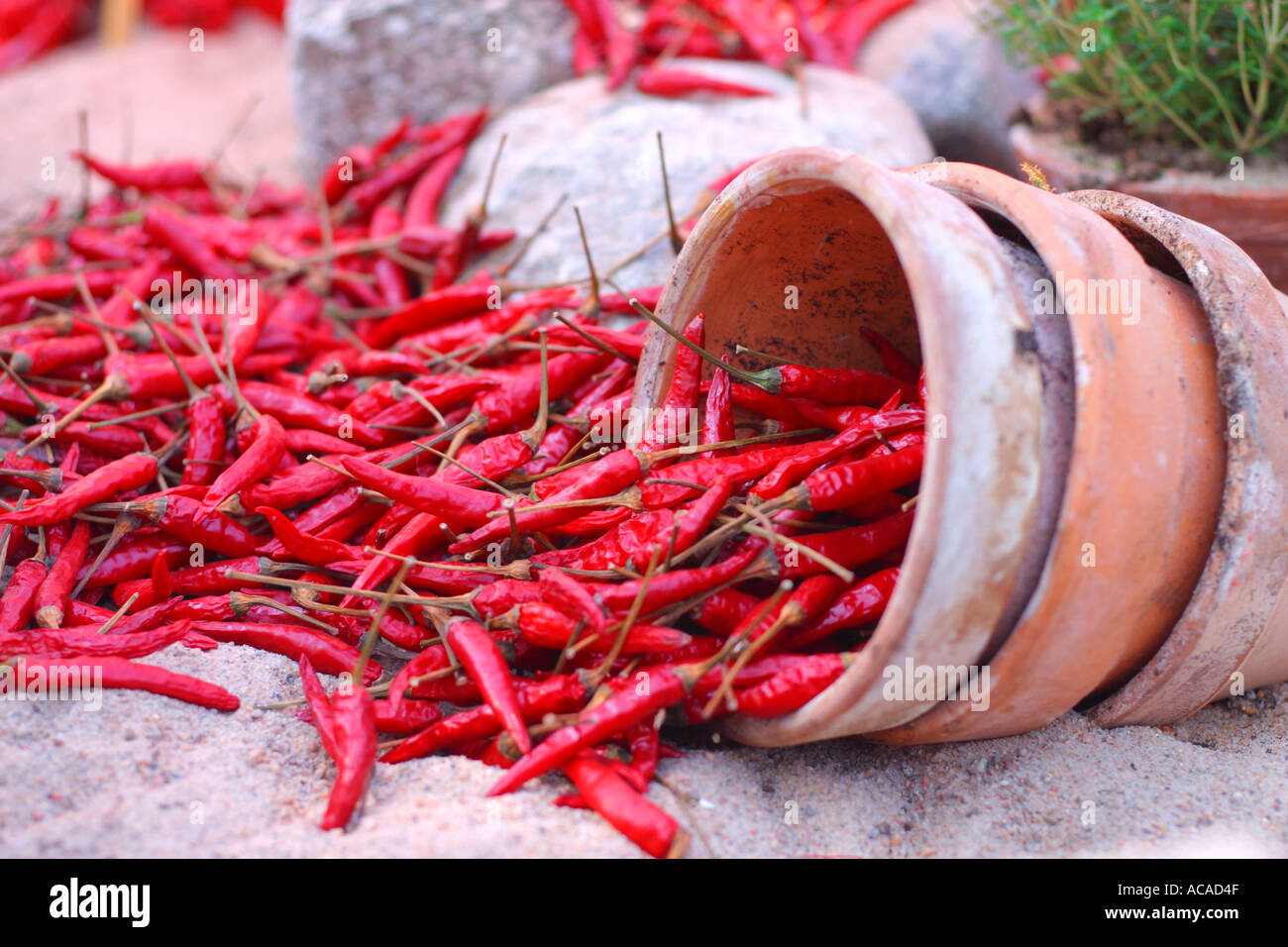 Chili's and terracotta pots Stock Photo - Alamy