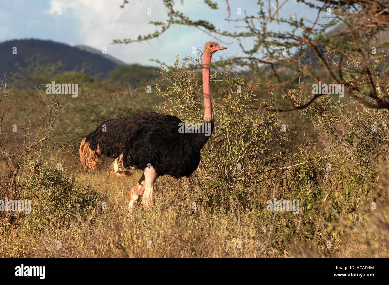 Ostrich (Struthio camelus) in the savanna of Samburu National Reserve ...