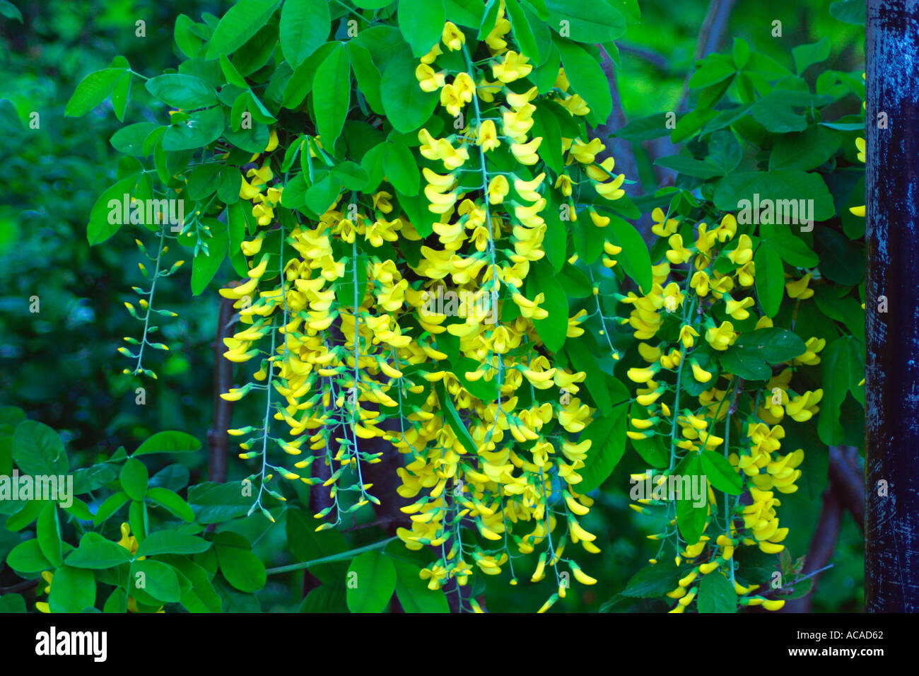 Yellow laburnum flowers Stock Photo - Alamy