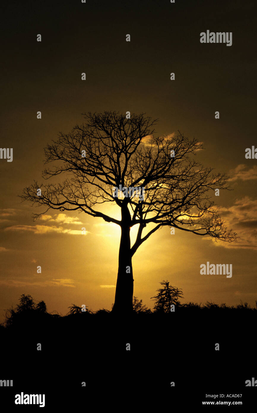 Kapok tree ecuador hi-res stock photography and images - Alamy
