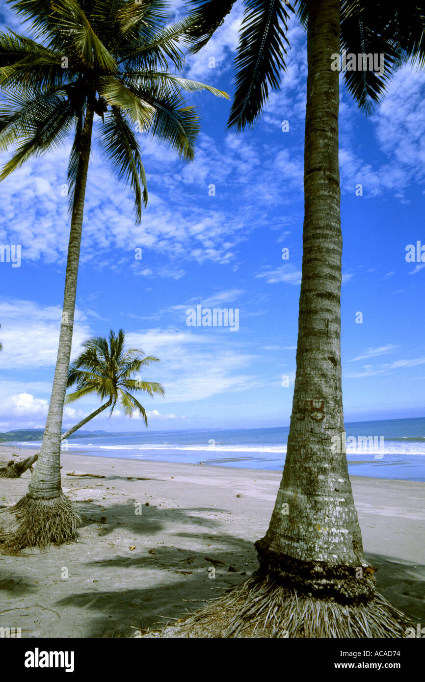 Palms against blue sky Same Beach Esmeraldas Province Ecuador South ...
