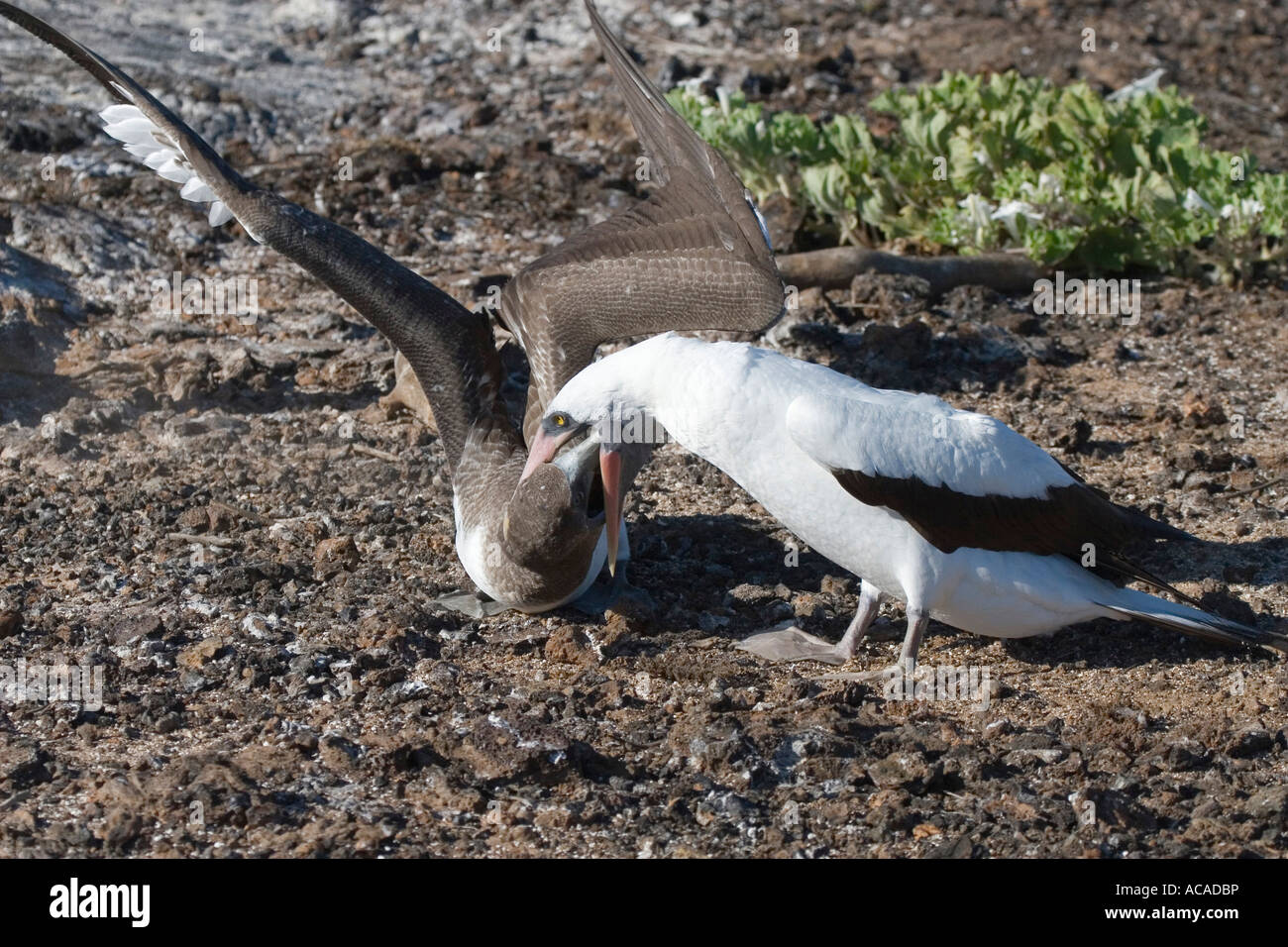 Nazca booby regurgitating food to young Stock Photo - Alamy