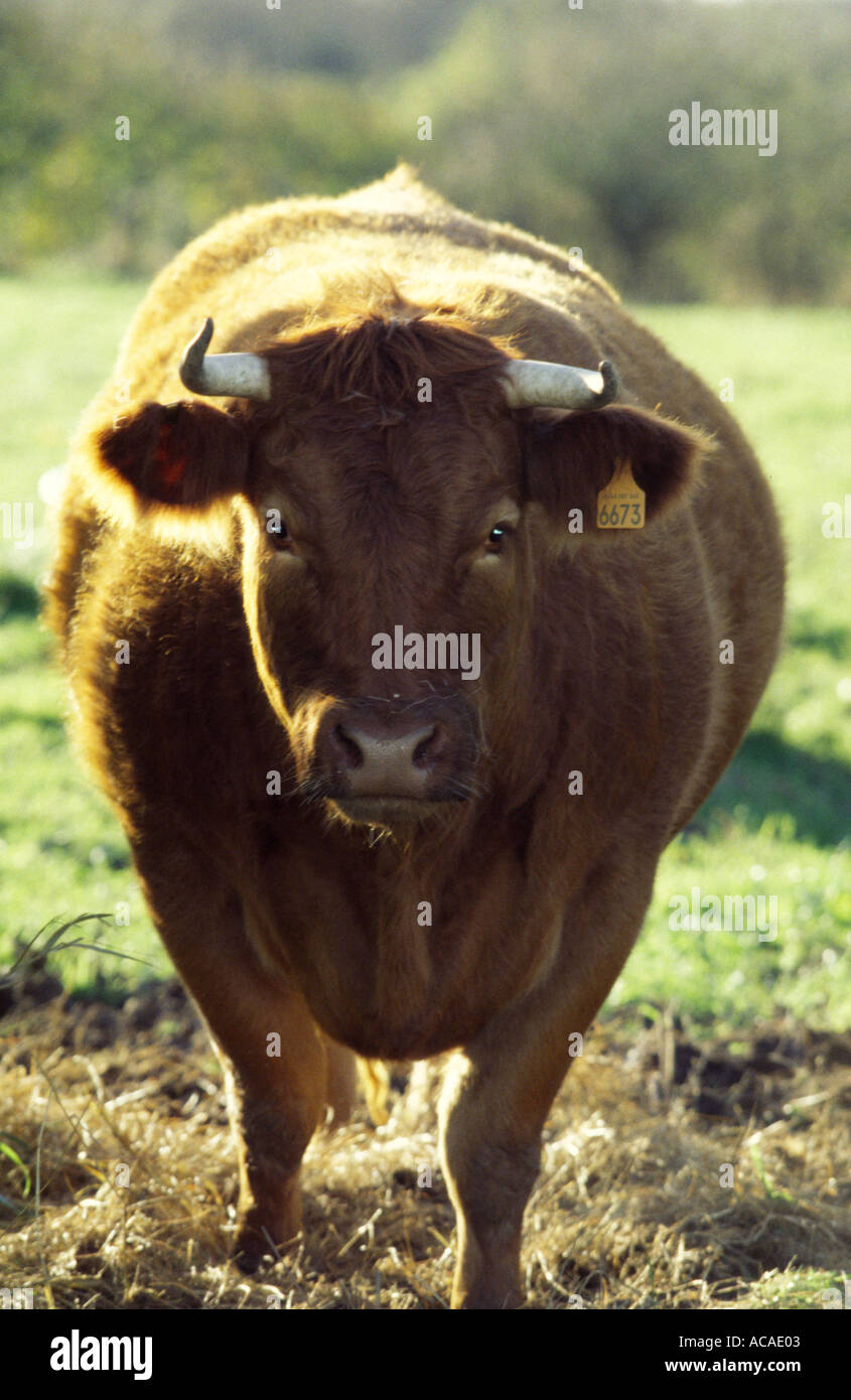 Bull in field Stock Photo - Alamy