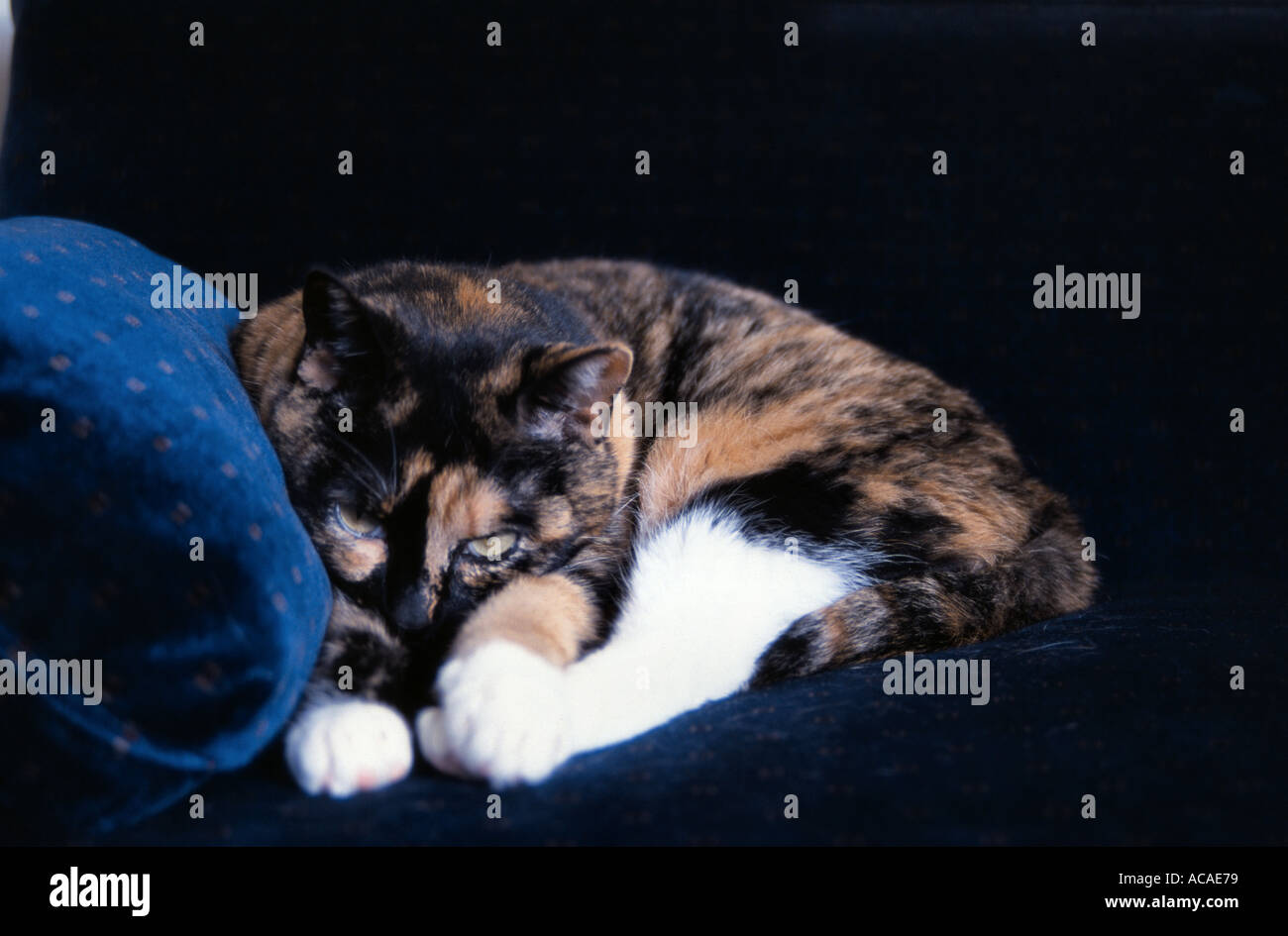 Awakening cat hi-res stock photography and images - Alamy