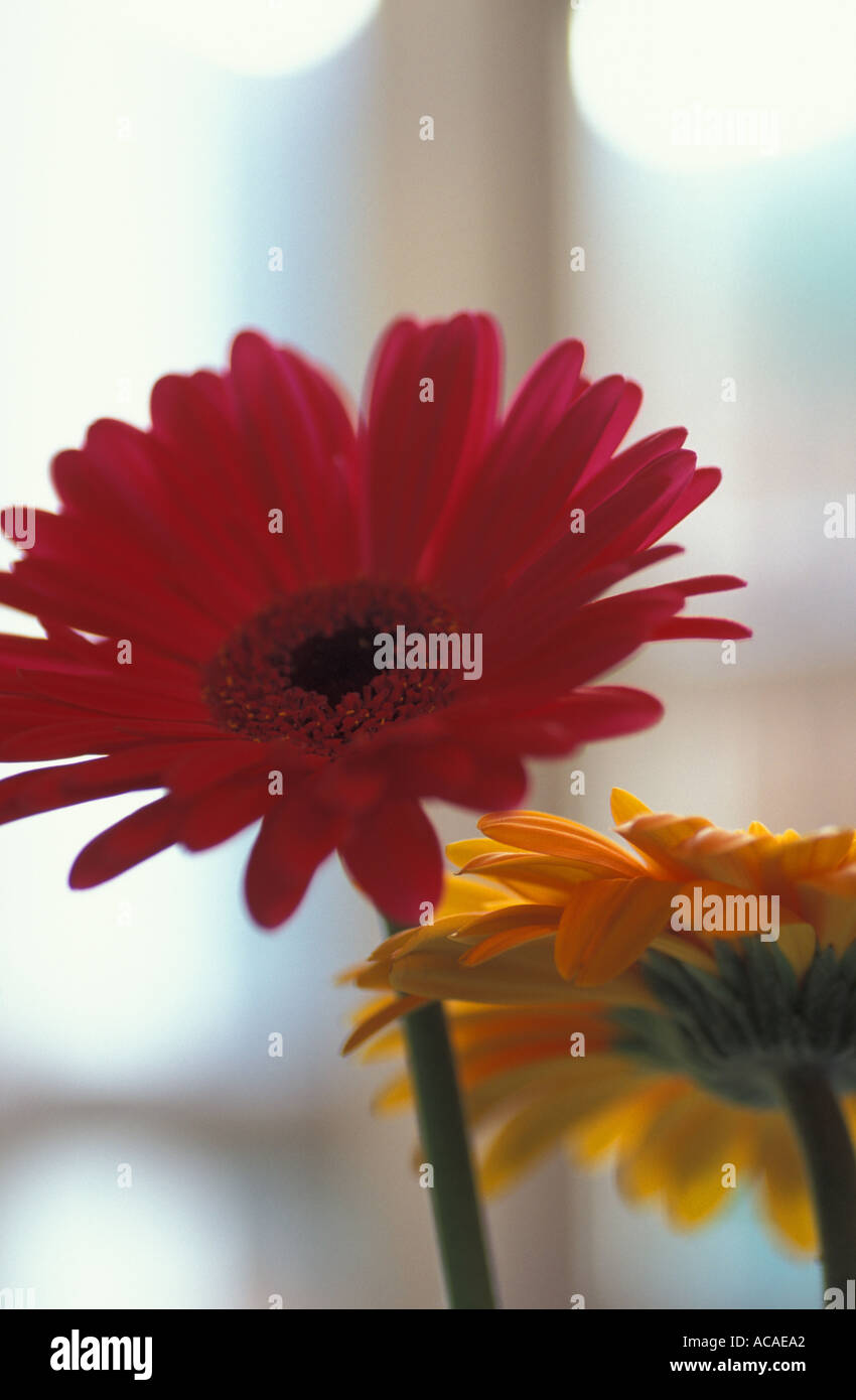 Gerberas window hi-res stock photography and images - Alamy
