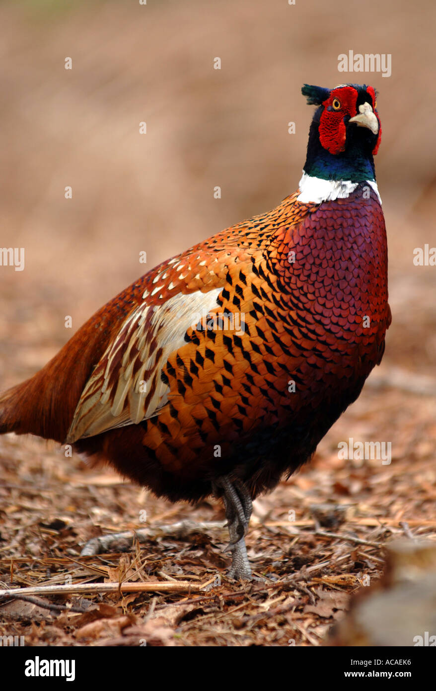English pheasant hi-res stock photography and images - Alamy