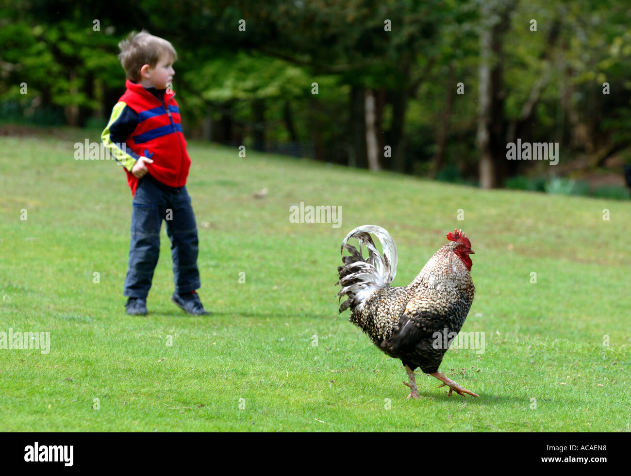 A boy and a rooster Stock Photo - Alamy