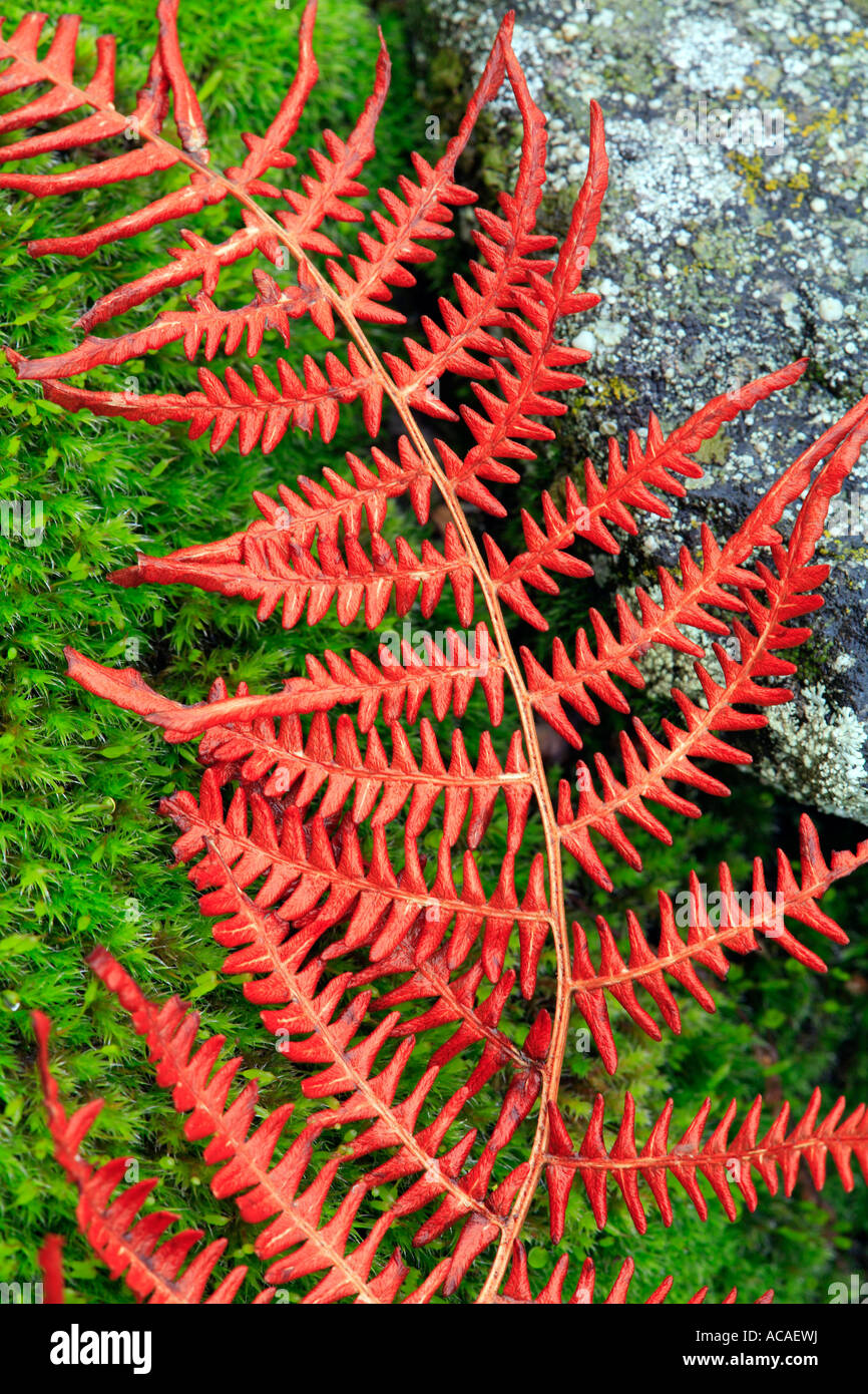 Helecho rojo y verde hi-res stock photography and images - Alamy