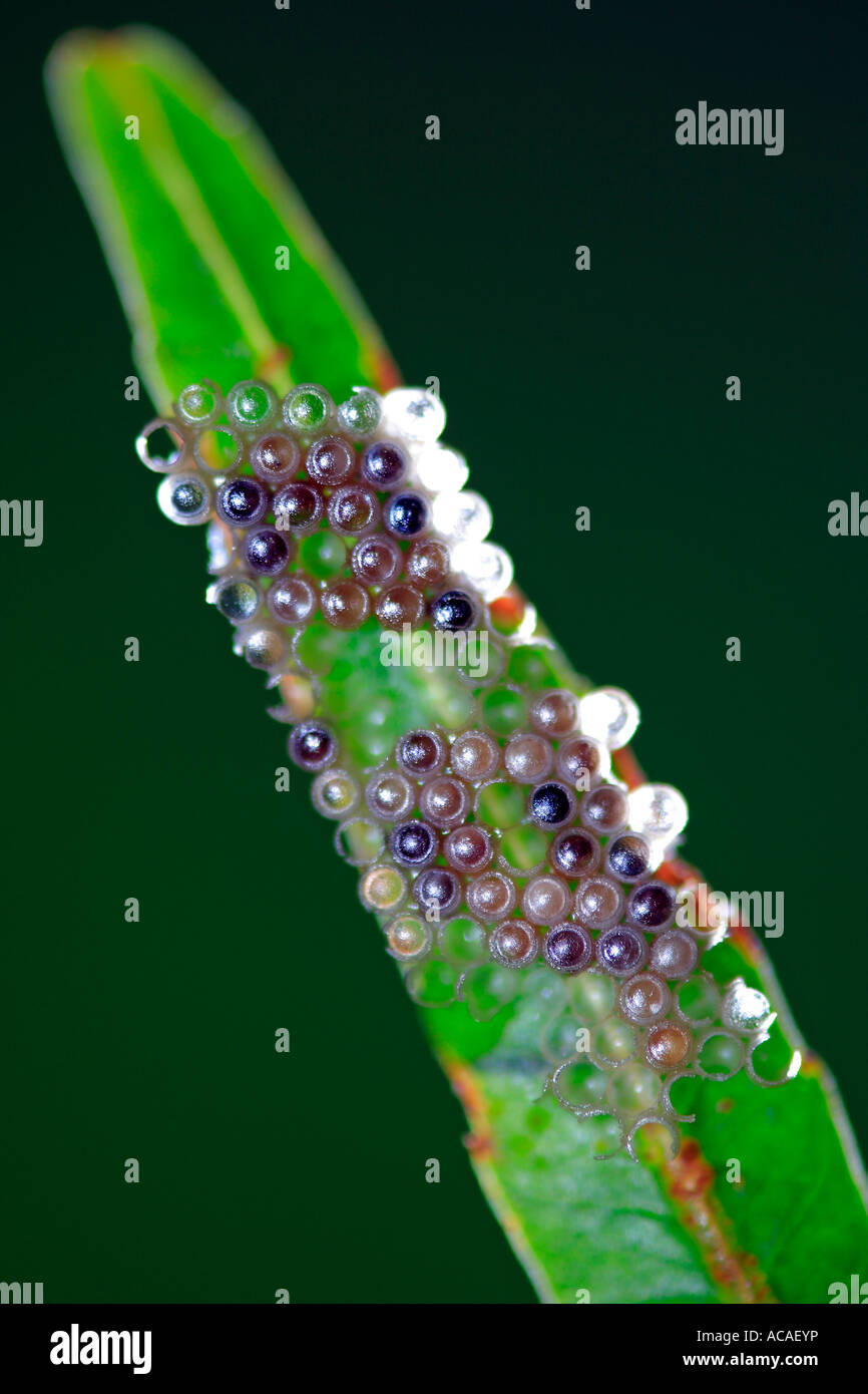 CHINCHE VERDE Nezara viridis Huevos Puesta Plaga Stock Photo - Alamy