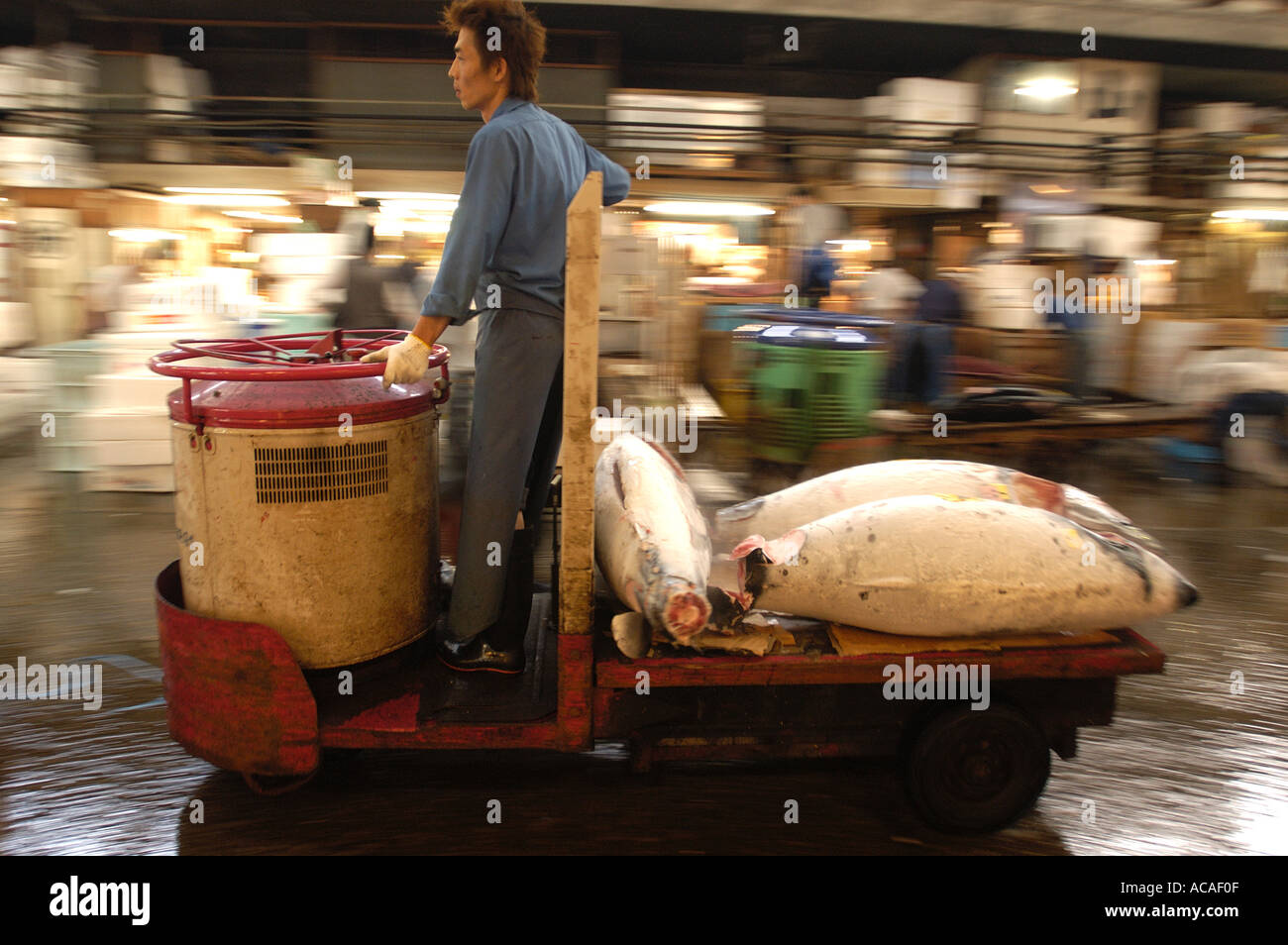 Transporting Tuna on a powered barrow at Tsukiji Fish Market in Tokyo ...