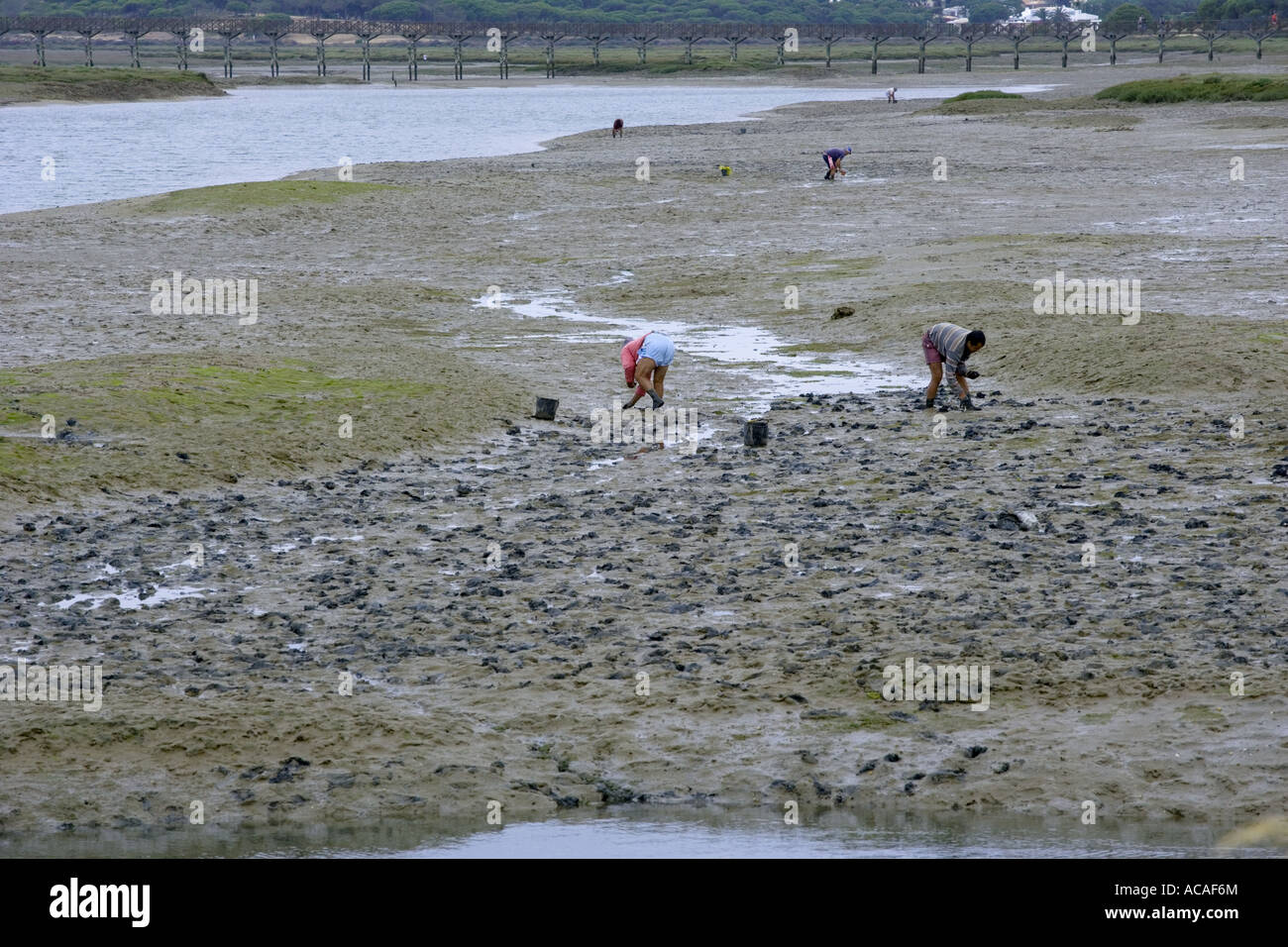 Cockle pickers hi-res stock photography and images - Alamy