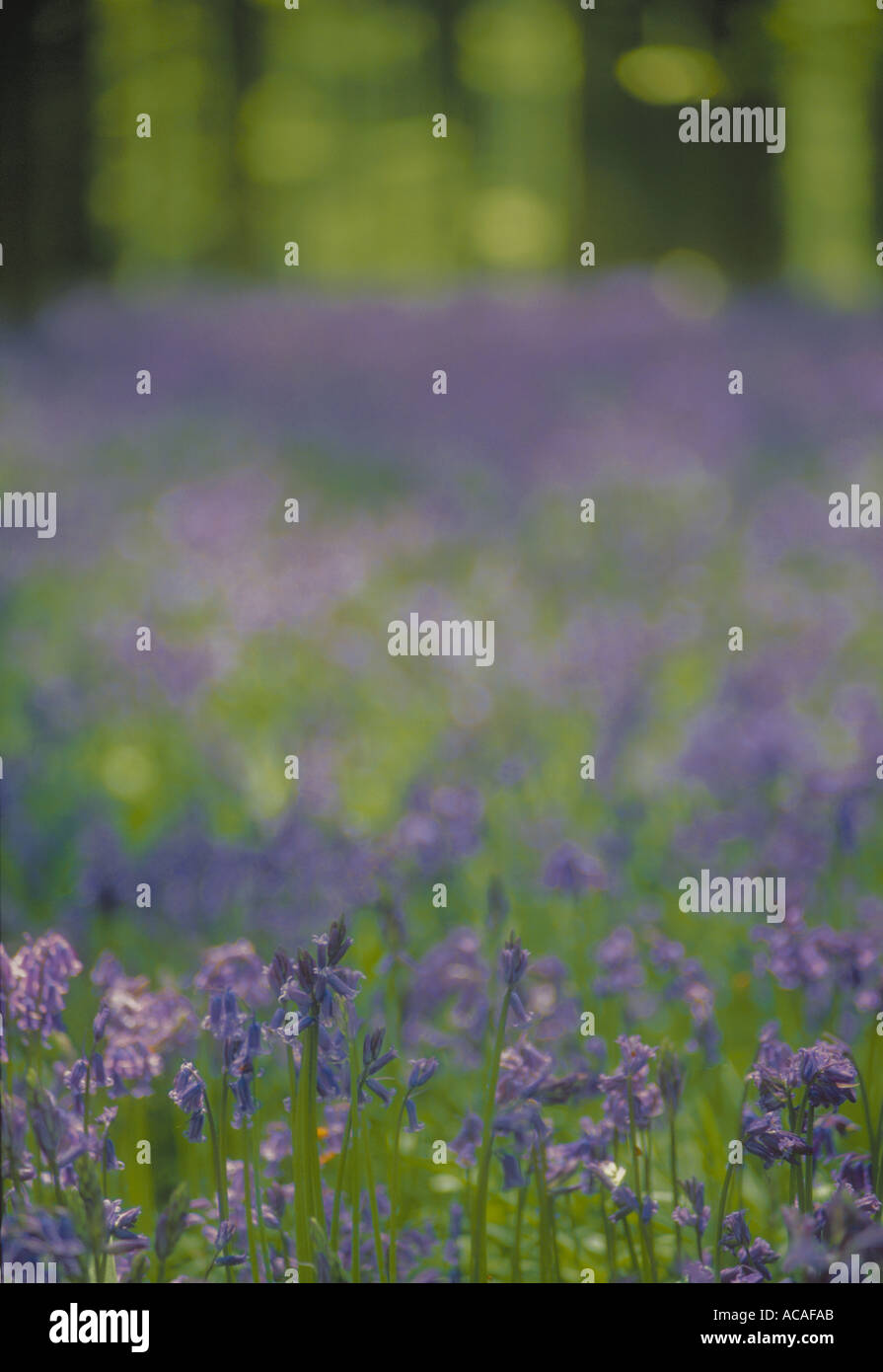 BLUEBELLS AND BEECH TREES Stock Photo - Alamy
