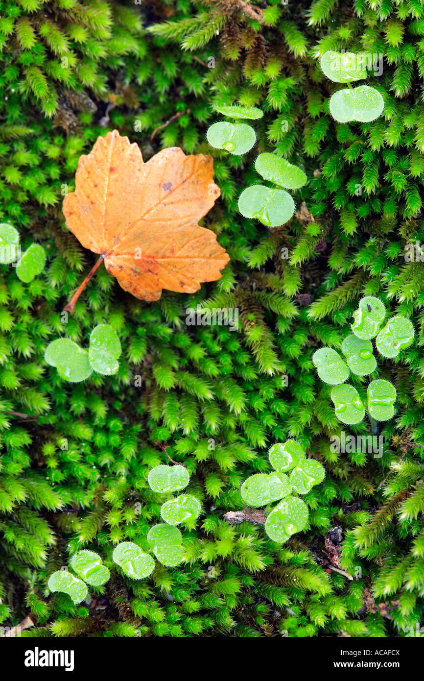 Hoja de arce hi-res stock photography and images - Alamy