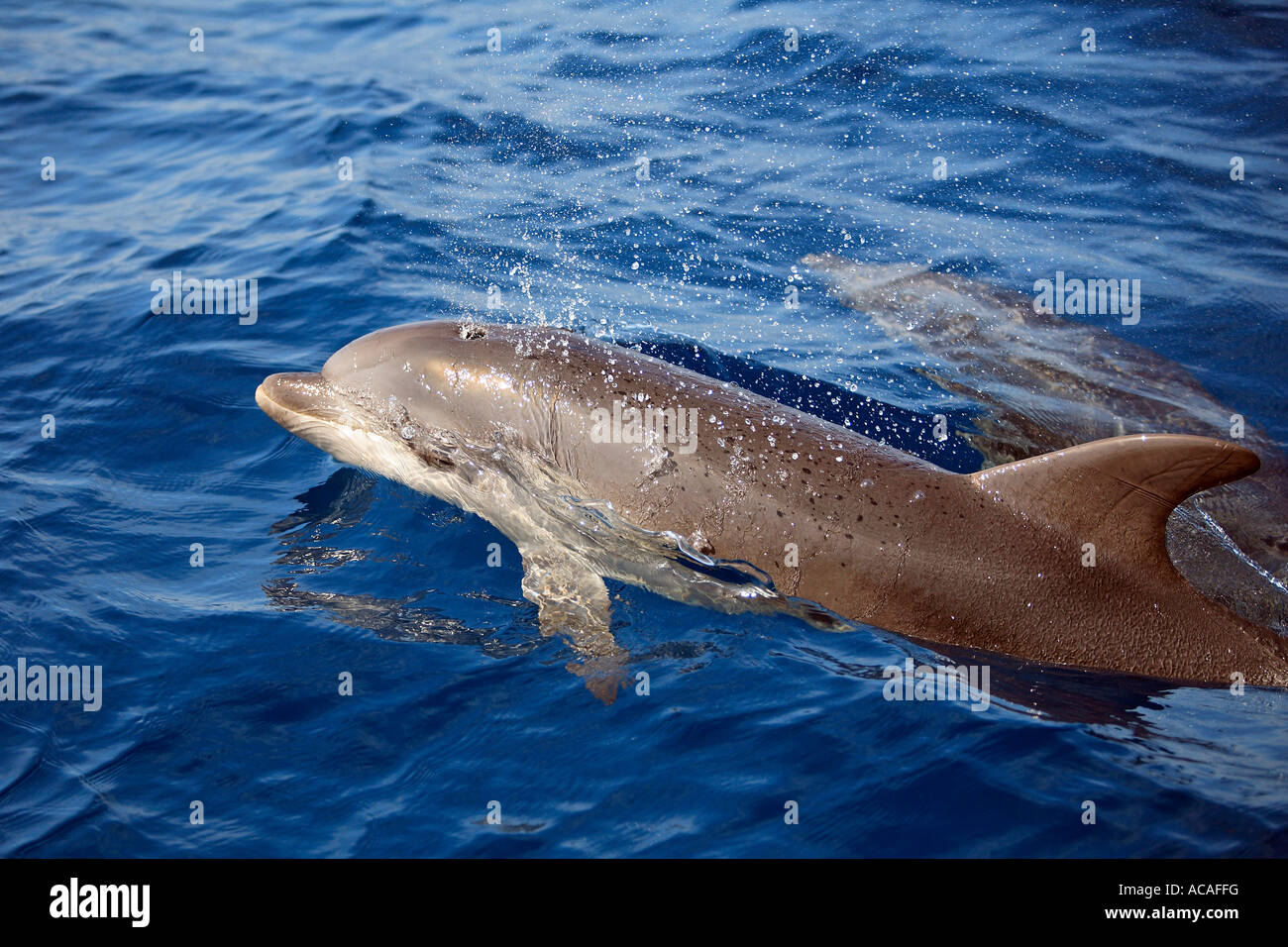 DELFÍN MULAR Tursiops truncatus Estrecho de Gibraltar Stock Photo - Alamy
