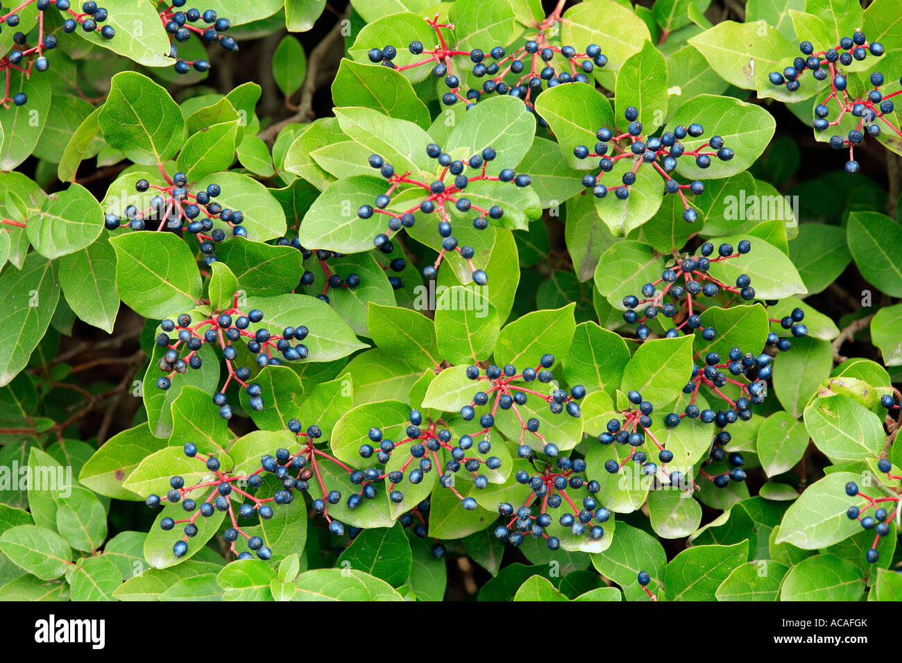 DURILLO Viburnum tinus FRUTOS Stock Photo - Alamy