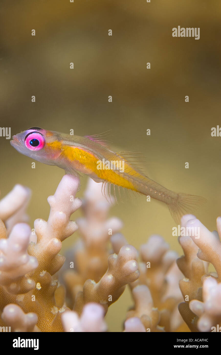 Red eye goby hi-res stock photography and images - Alamy
