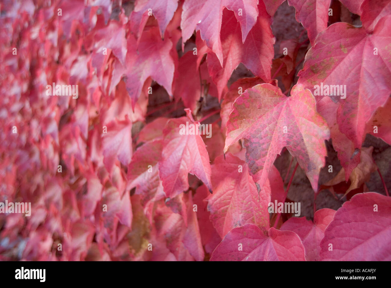climbing ivy in autumn colour Stock Photo - Alamy