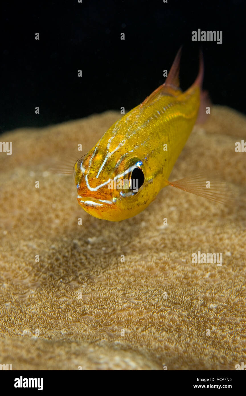 Yellow cardinal fish hi-res stock photography and images - Alamy