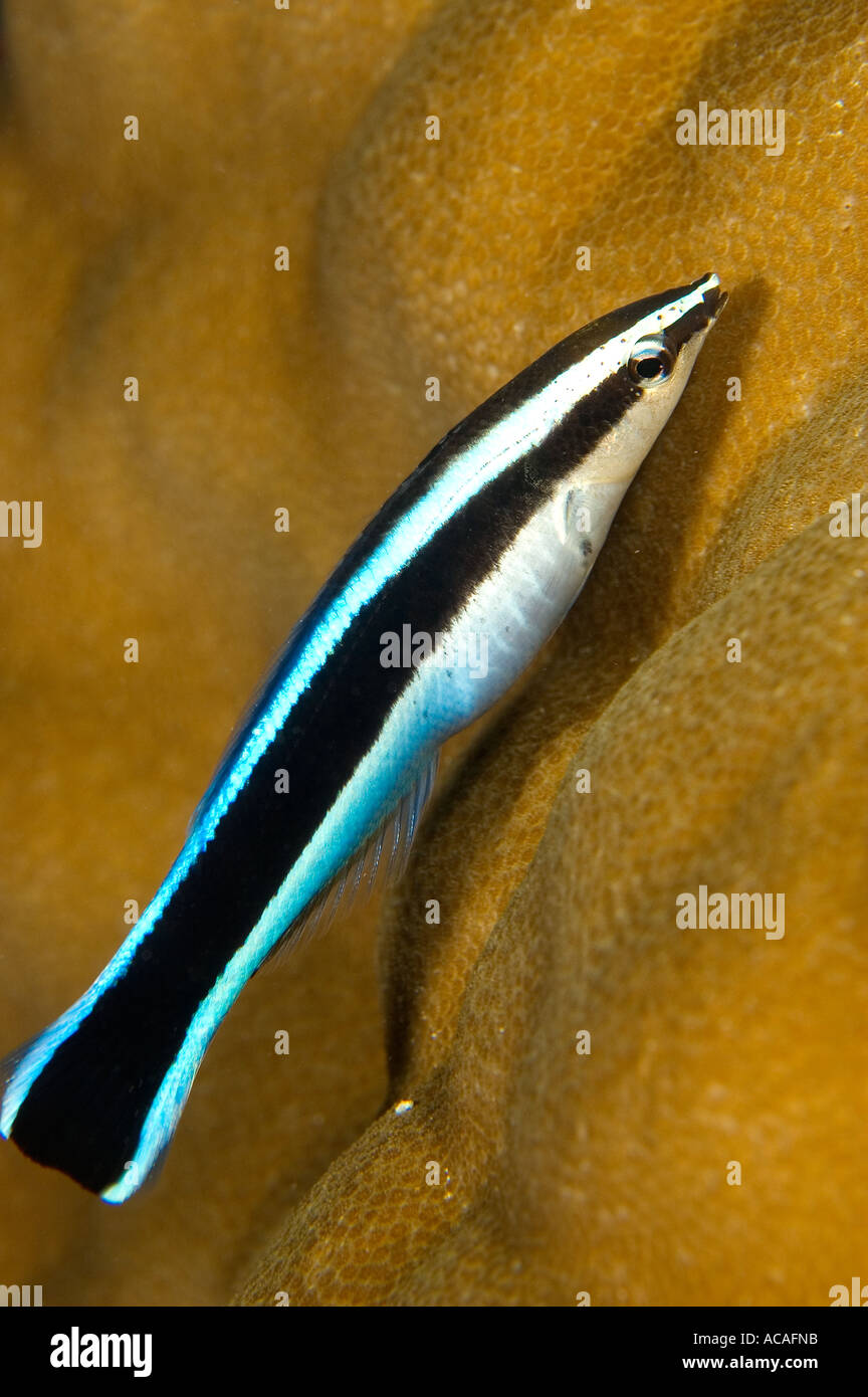 Bluestreak Cleaner Wrasse Labroides dimidiatus Yap Micronesia Pacific ...