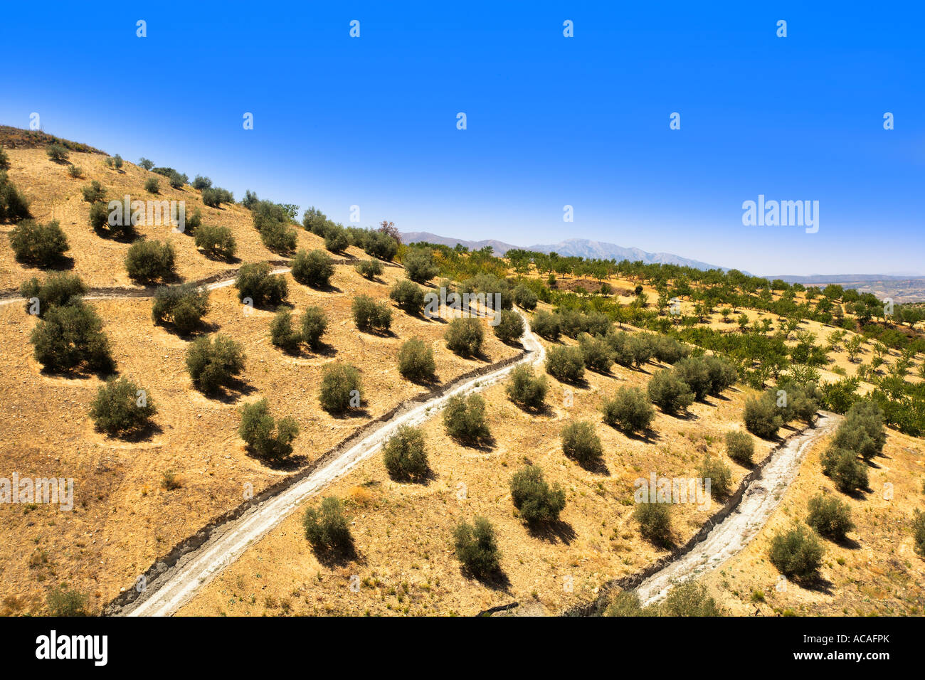 Olive groves in rows against clear blue sky hi-res stock photography ...