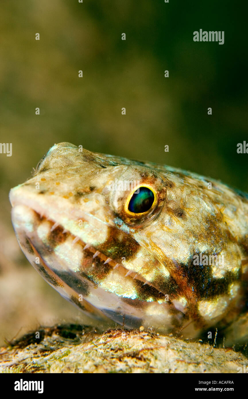 Reef Lizardfish Portrait Synodus variegatus Yap Micronesia Pacific ...