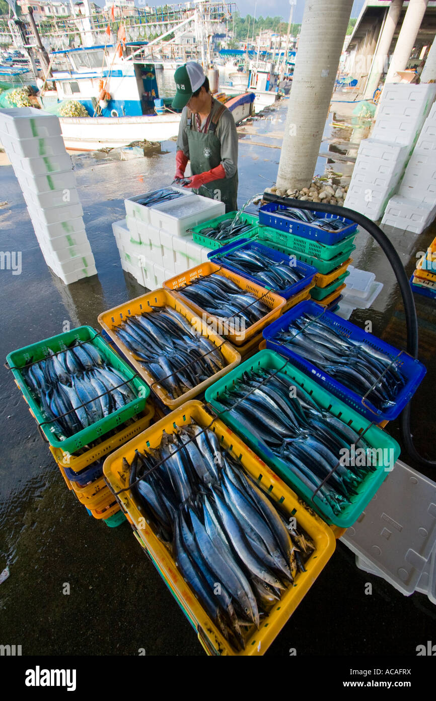 Korean Fish Industry Workers Packing Fresh Fish into Crates at Docks ...